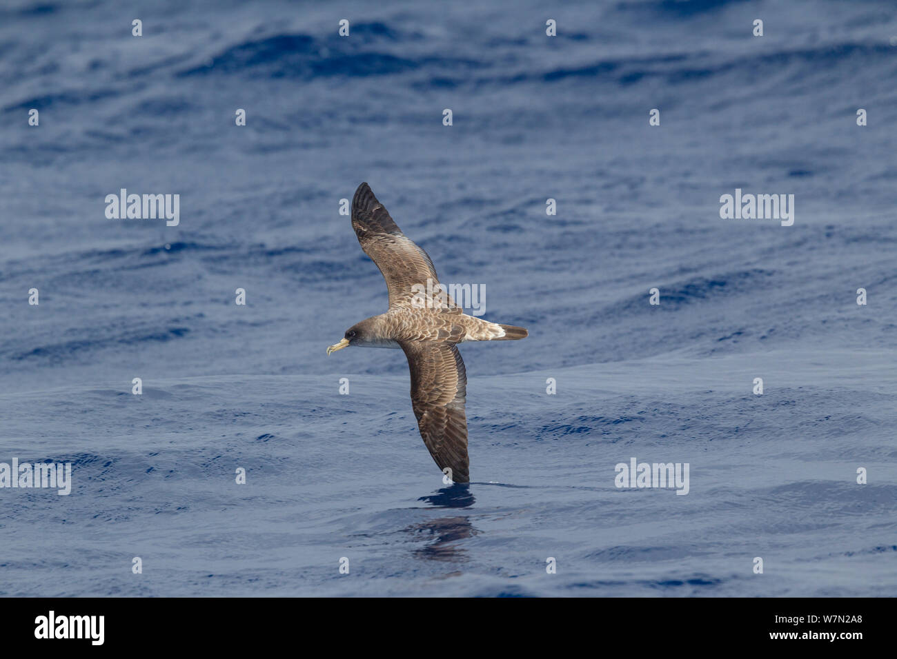 Cory's shearwater (Calonectris diomedea) in flight low over the water ...