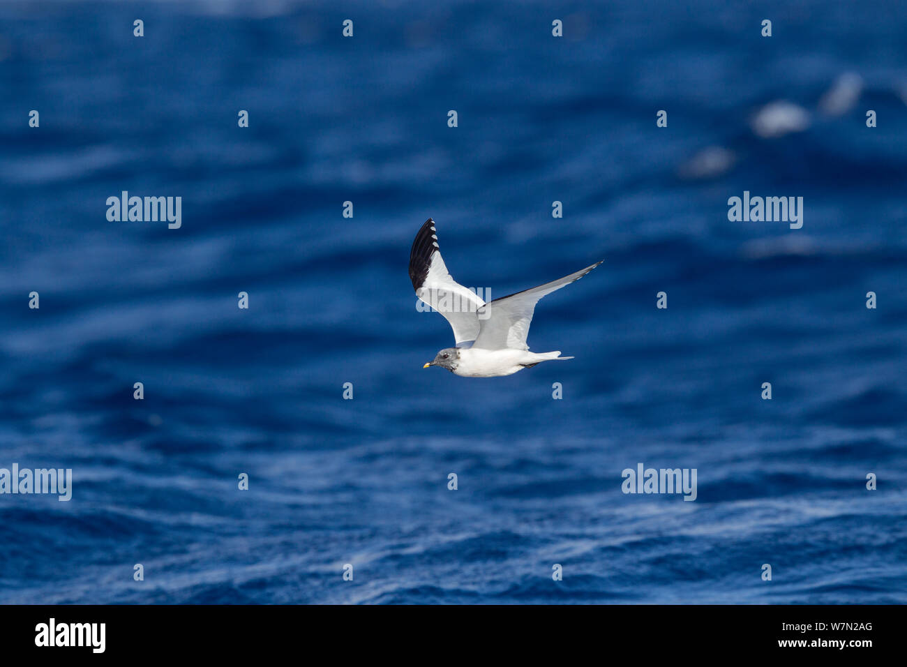 Sabines gull xema sabini in hi-res stock photography and images - Alamy