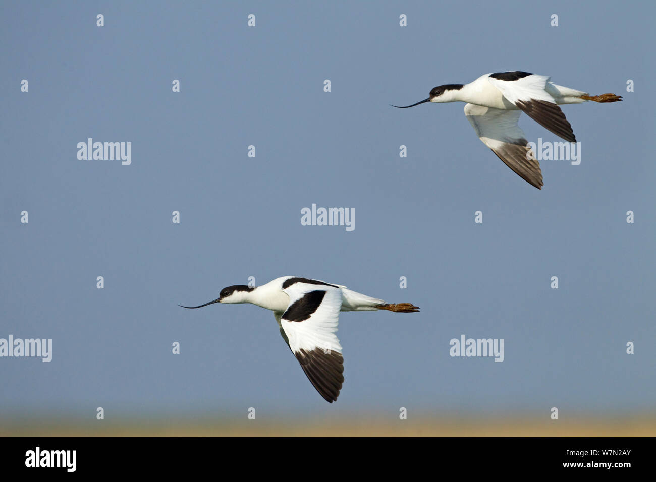 Avocet uk hi-res stock photography and images - Alamy