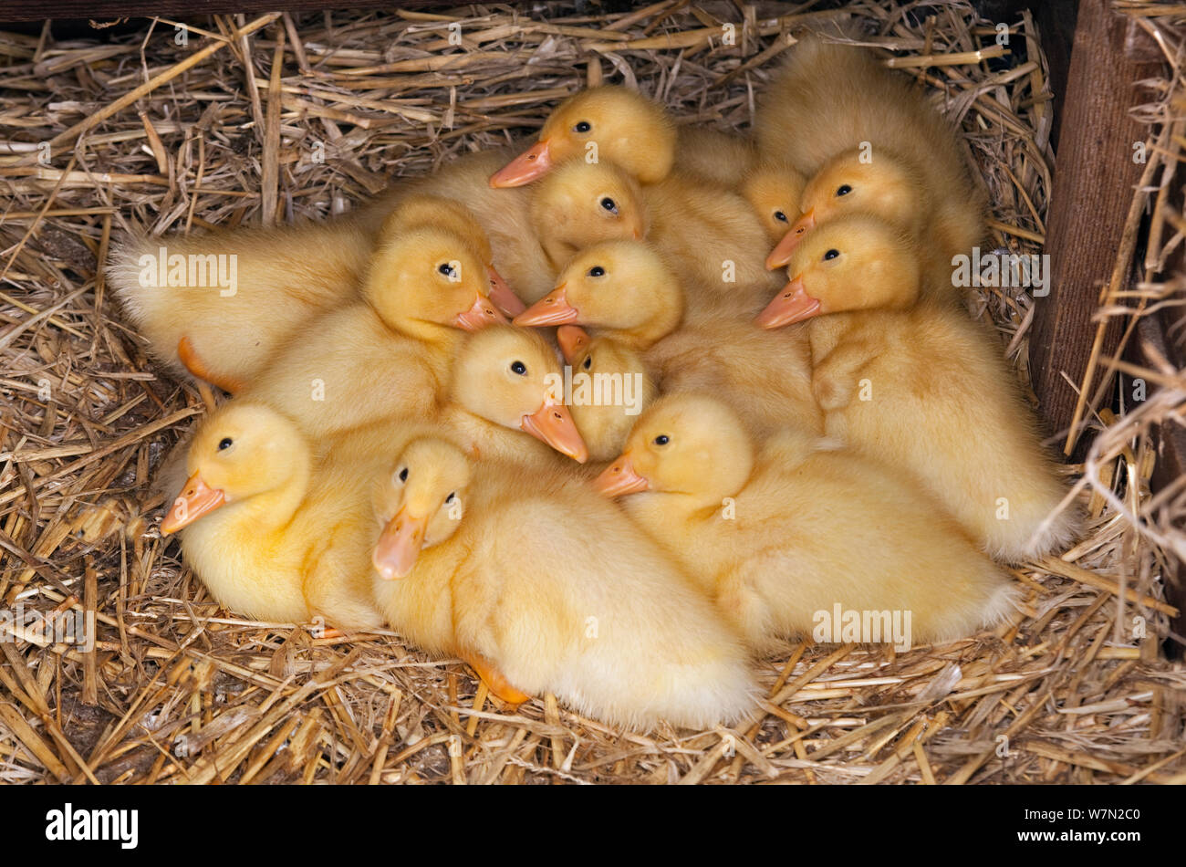 A brood of Muscovey Ducklings age one week Stock Photo - Alamy