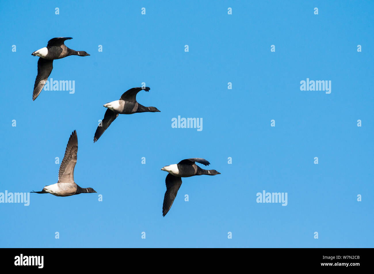 Dark bellied Brent geese (Branta bernicla) group in flight, Texel, the ...
