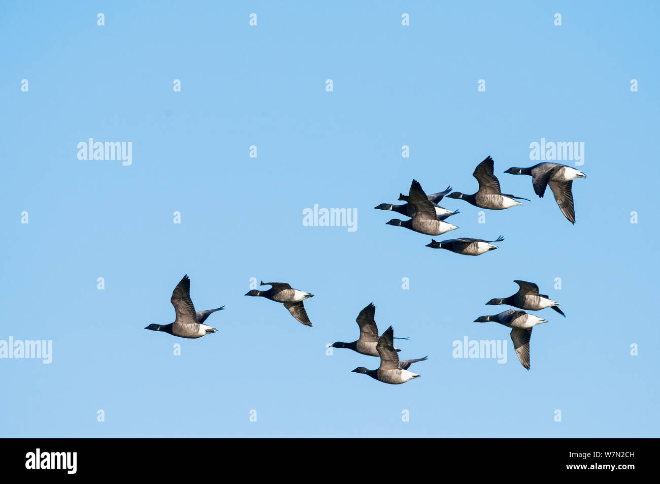 Brent geese flight hi-res stock photography and images - Alamy