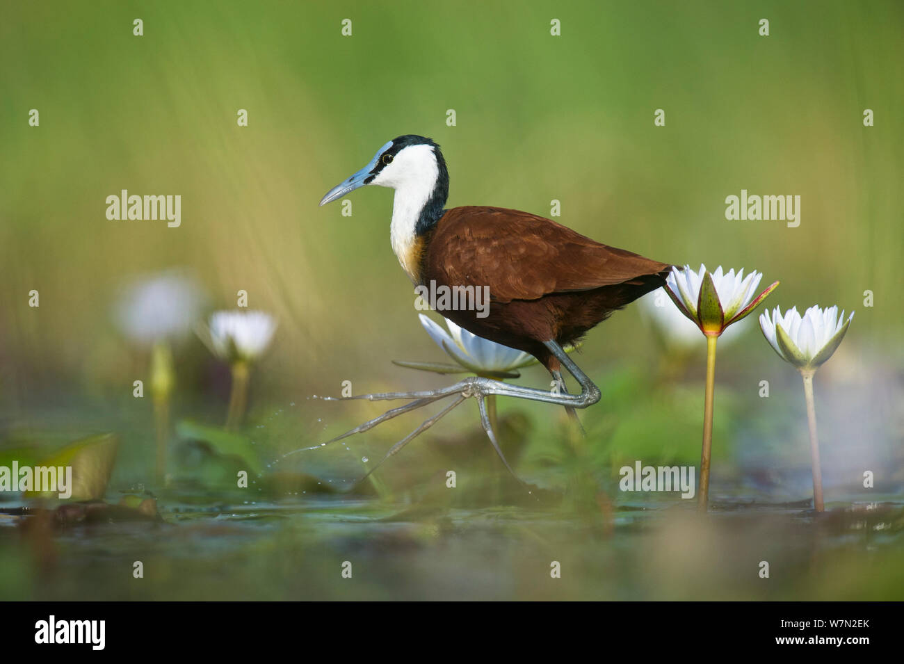 African jacanas feet hi-res stock photography and images - Alamy