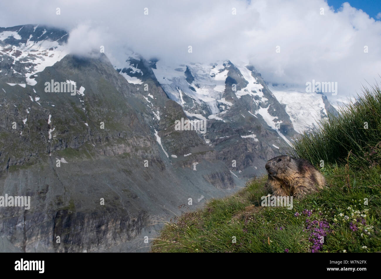 Alpine marmot (Marmota marmota), with Mount Grossglockner (3798m) in ...