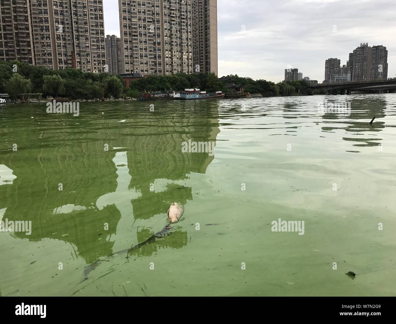 View of a dead fish in the Liangxi River covered with blue-green algae ...