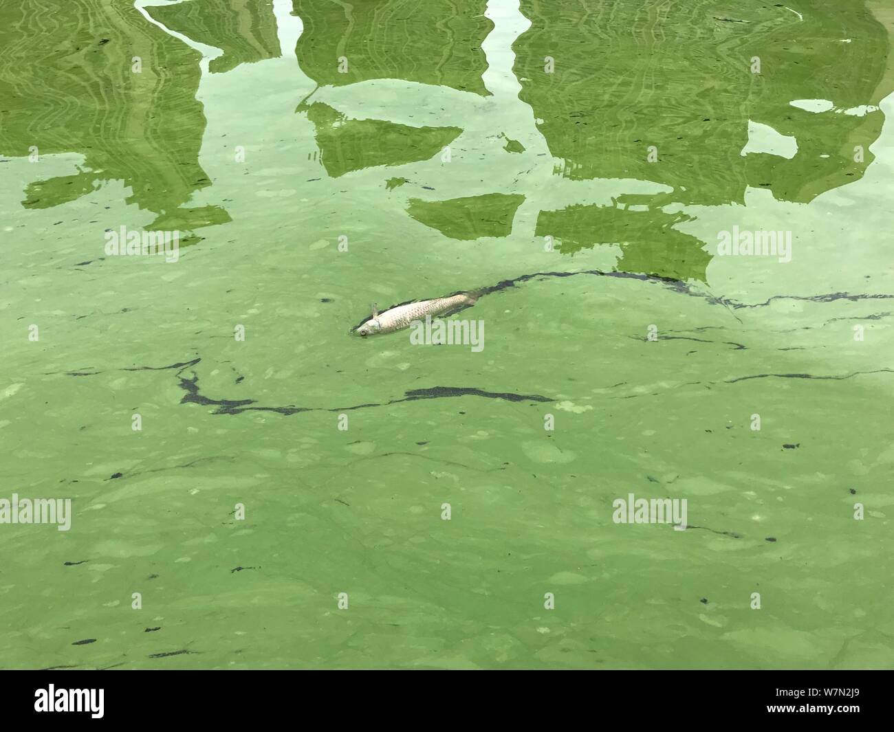 View of a dead fish in the Liangxi River covered with blue-green algae ...