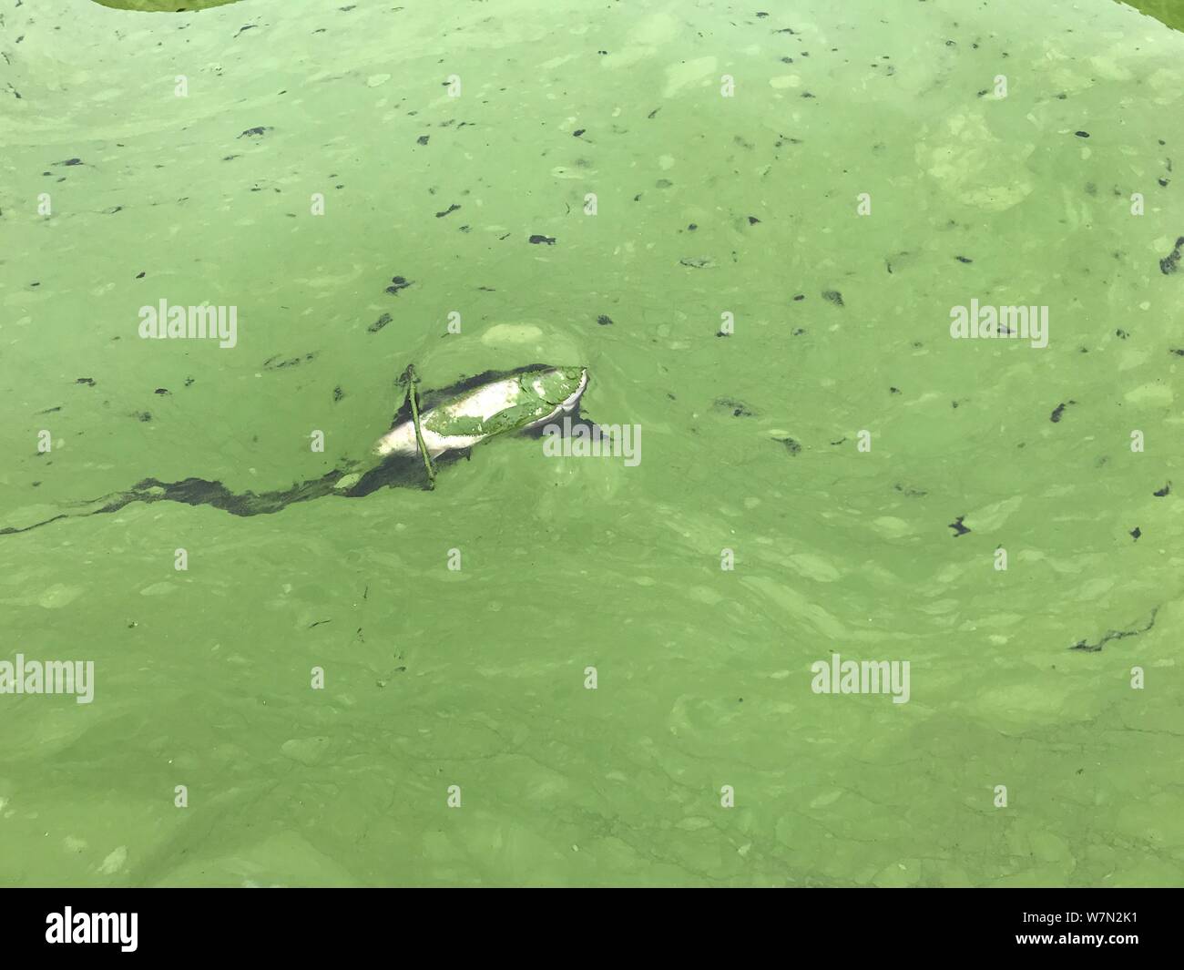 Dead fish algae hi-res stock photography and images - Alamy