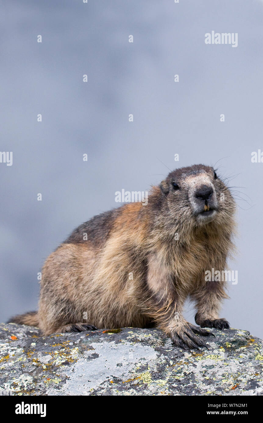 Alpine marmot (Marmota marmota), Hohe Tauern National Park, Austria ...