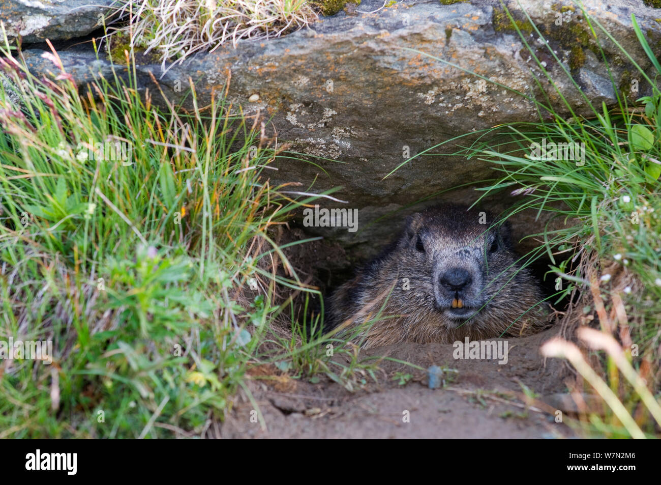 Marmots burrow hi-res stock photography and images - Alamy