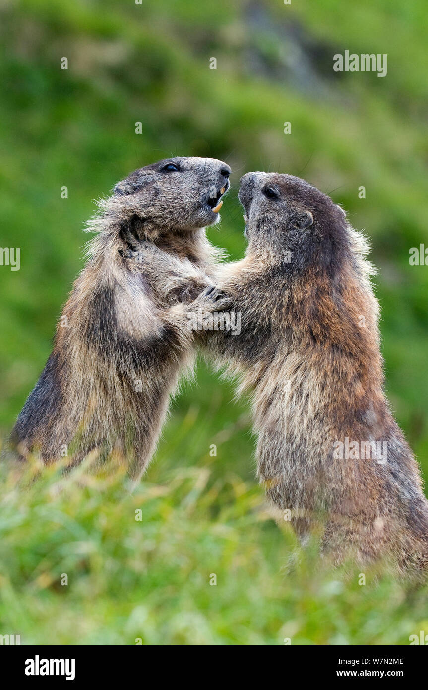 Alpine marmots (Marmota marmota) fighting, Hohe Tauern National Park, Austria, July Stock Photo ...