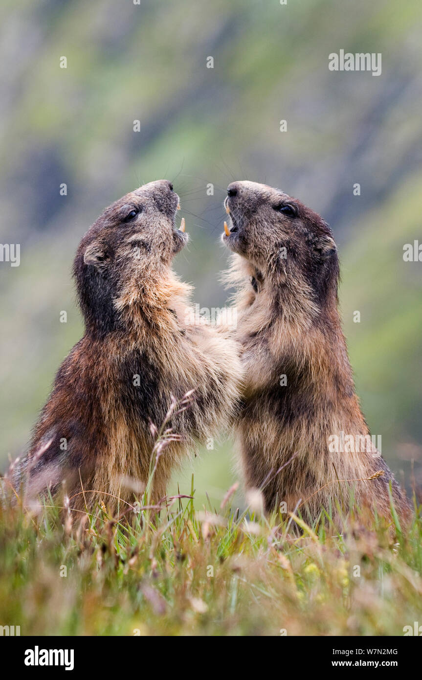 Alpine marmots (Marmota marmota) fighting, Hohe Tauern National Park, Austria, July Stock Photo ...