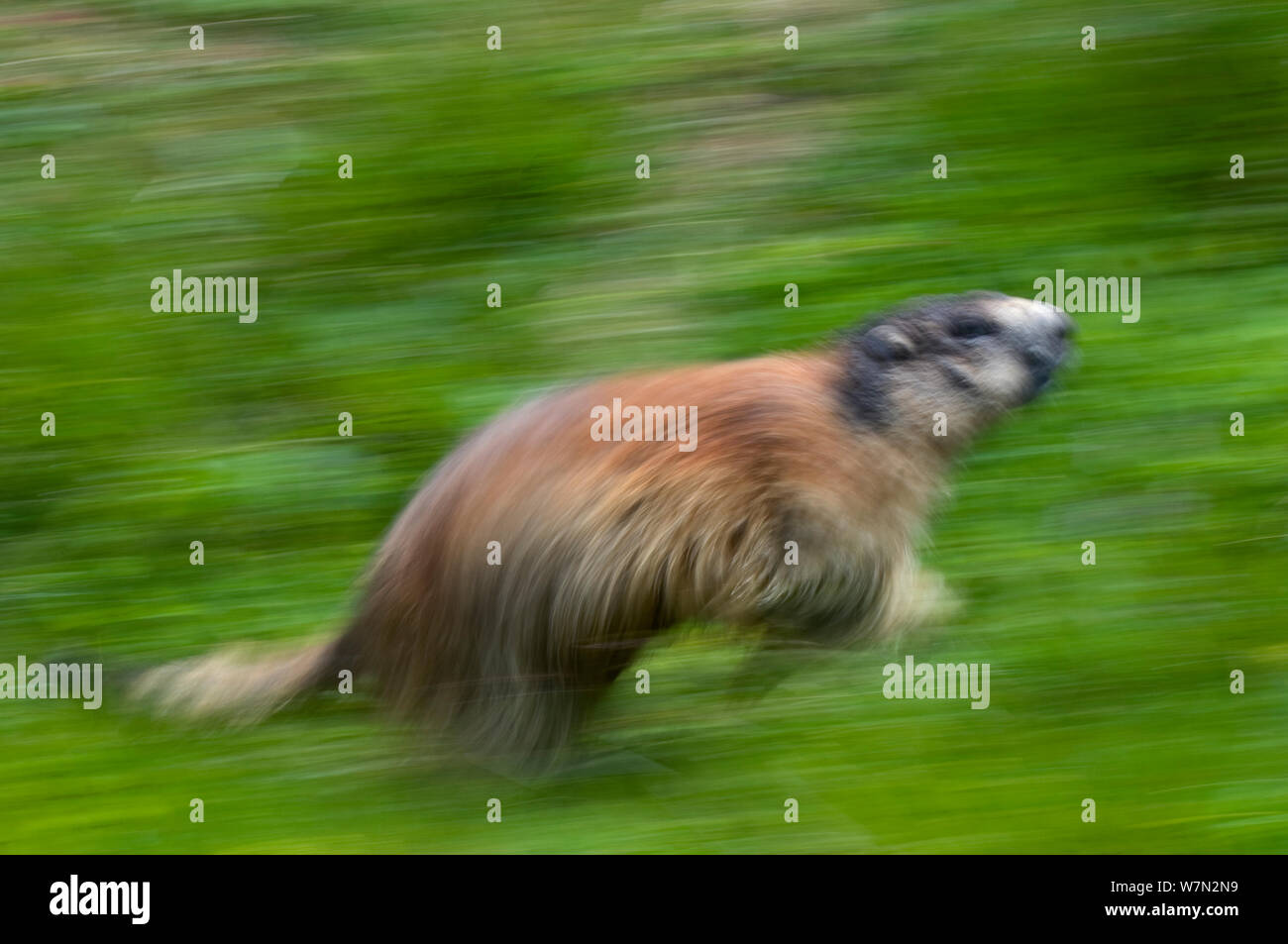 Alpine marmot (Marmota marmota) running, Hohe Tauern National Park ...