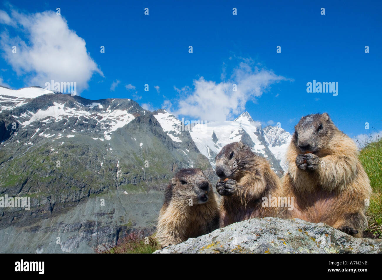 Three marmots marmota marmota hi-res stock photography and images - Alamy