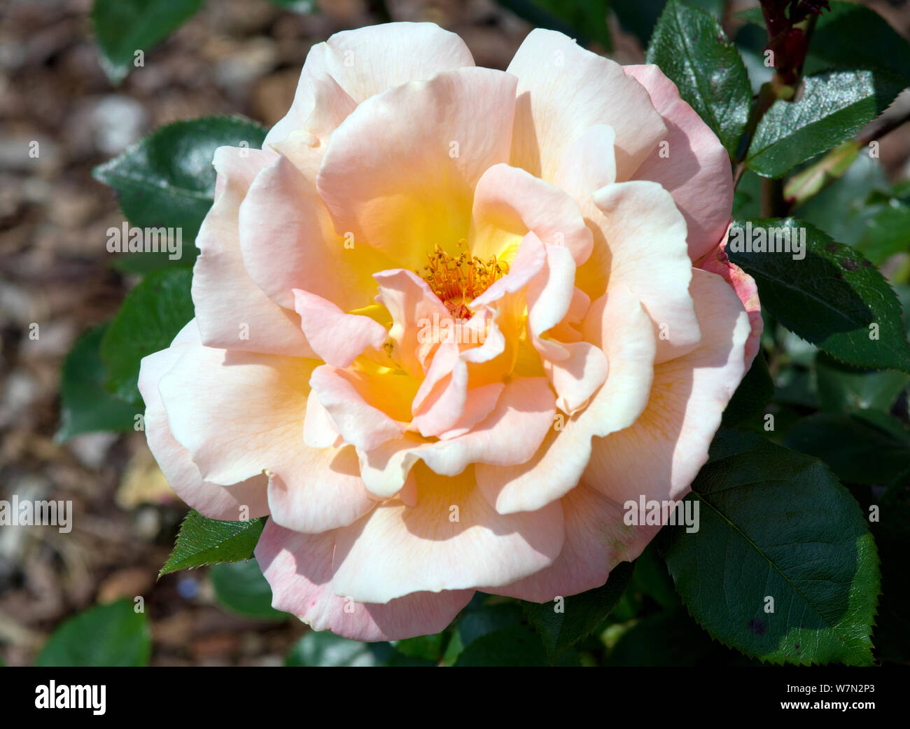 Rose Rosemary Harkness Stock Photo - Alamy