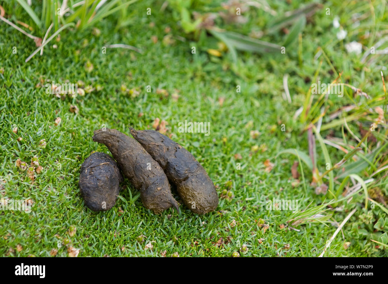 Faeces hi-res stock photography and images - Alamy