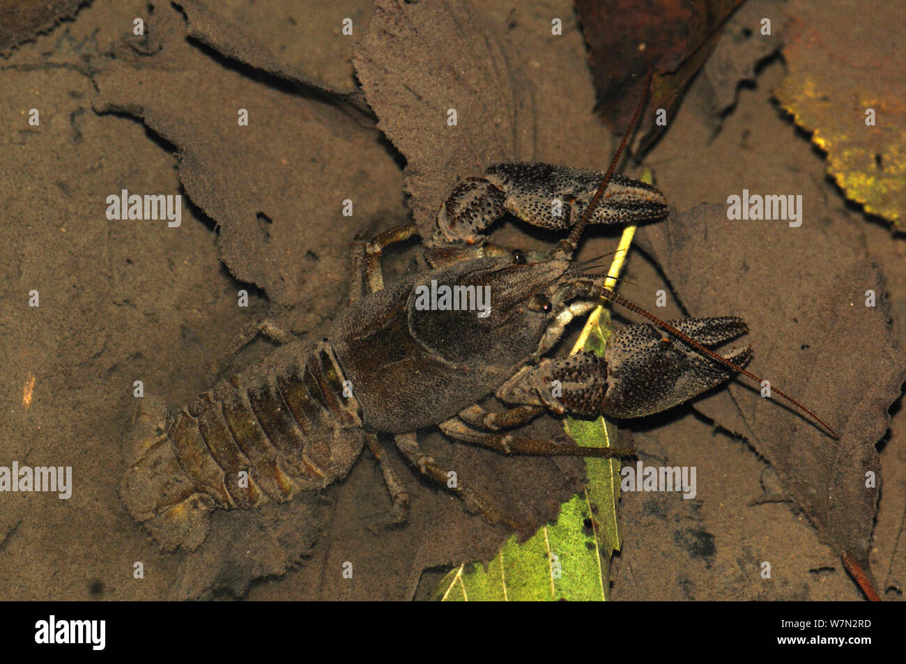 White clawed crayfish (Austropotamobius palllipes) in shallow stream ...