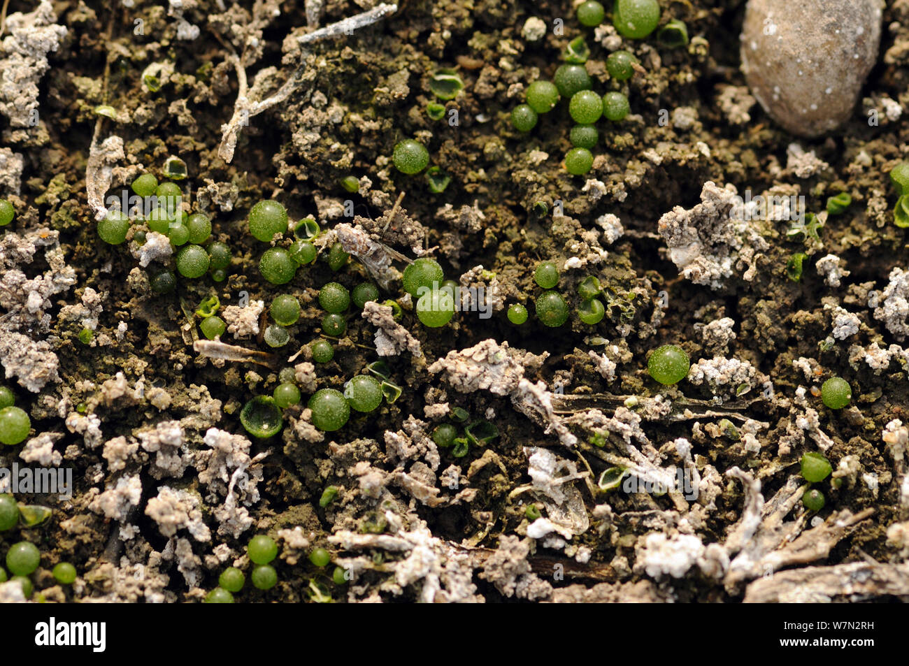 Yellow-green alga (Botrydium granulatum) on margin of glacial kettle ...
