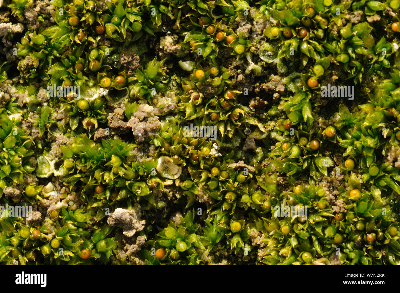 Spreading Earth-moss (Aphanorrhegma patens) and Yellow-green alga ...