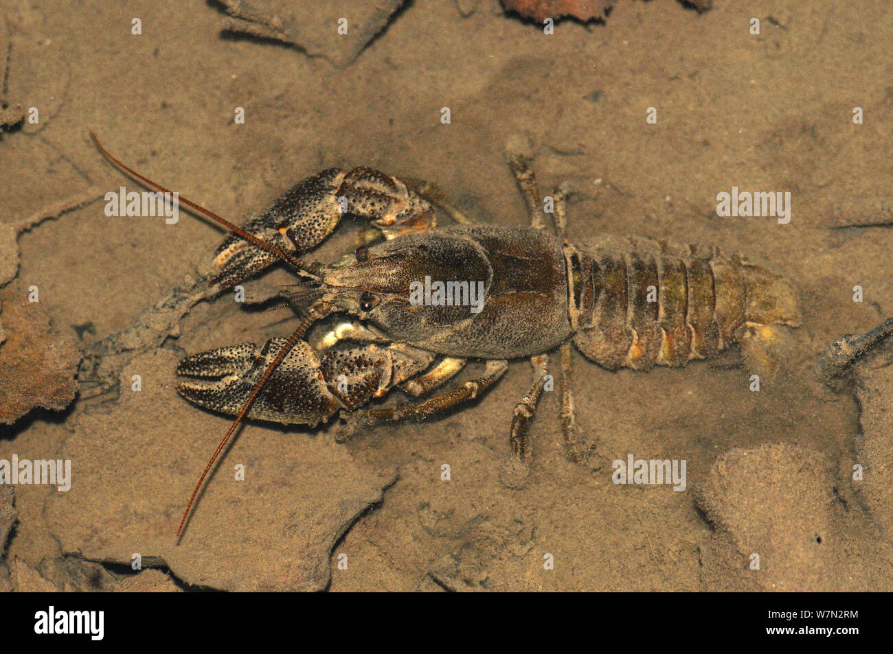 White clawed crayfish (Austropotamobius palllipes) in shallow stream ...