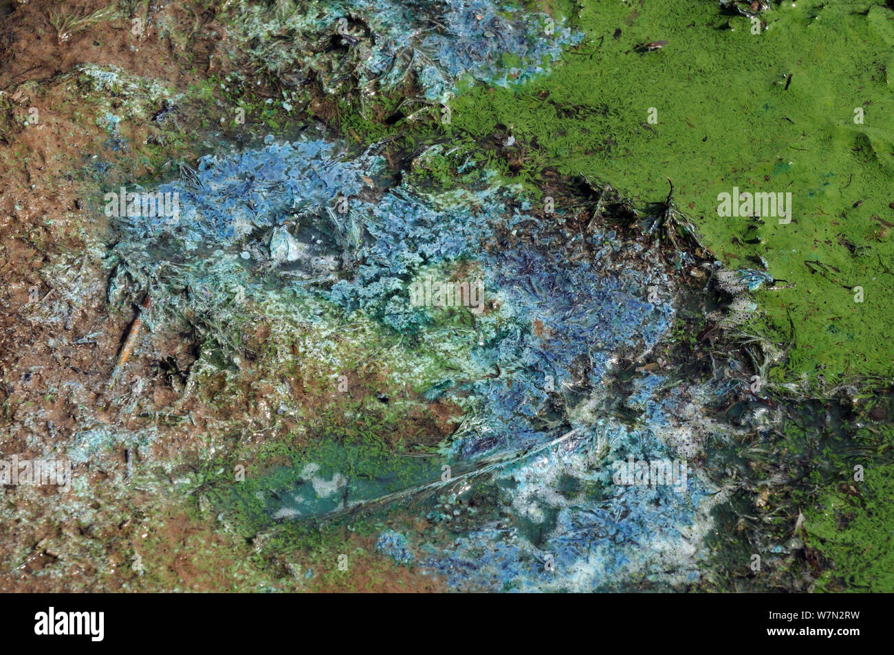 Kingdom Of The Name Oscillatoria 100x