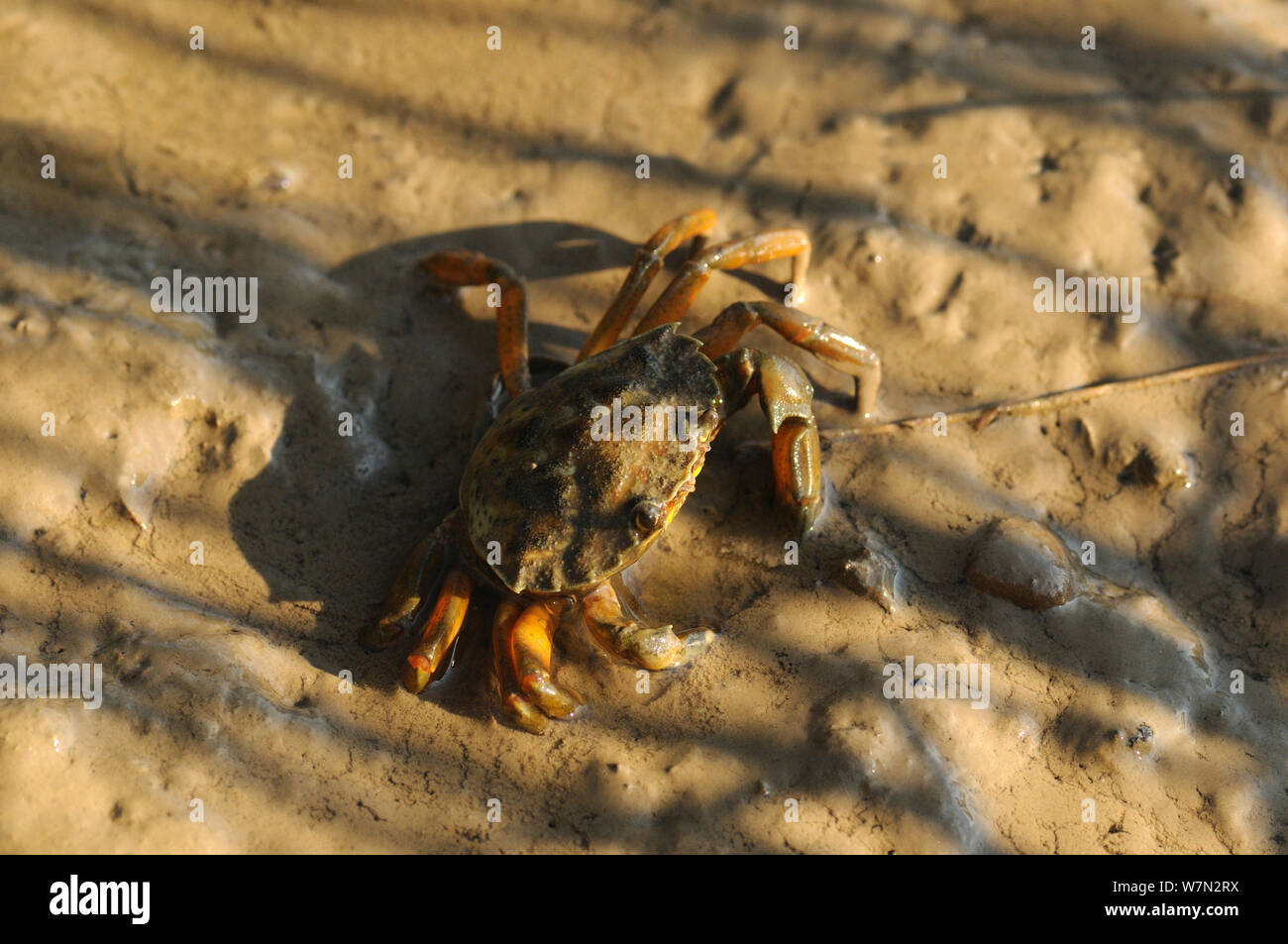 Common shore crab (Carcinus maenas), Essex, England, UK, September ...