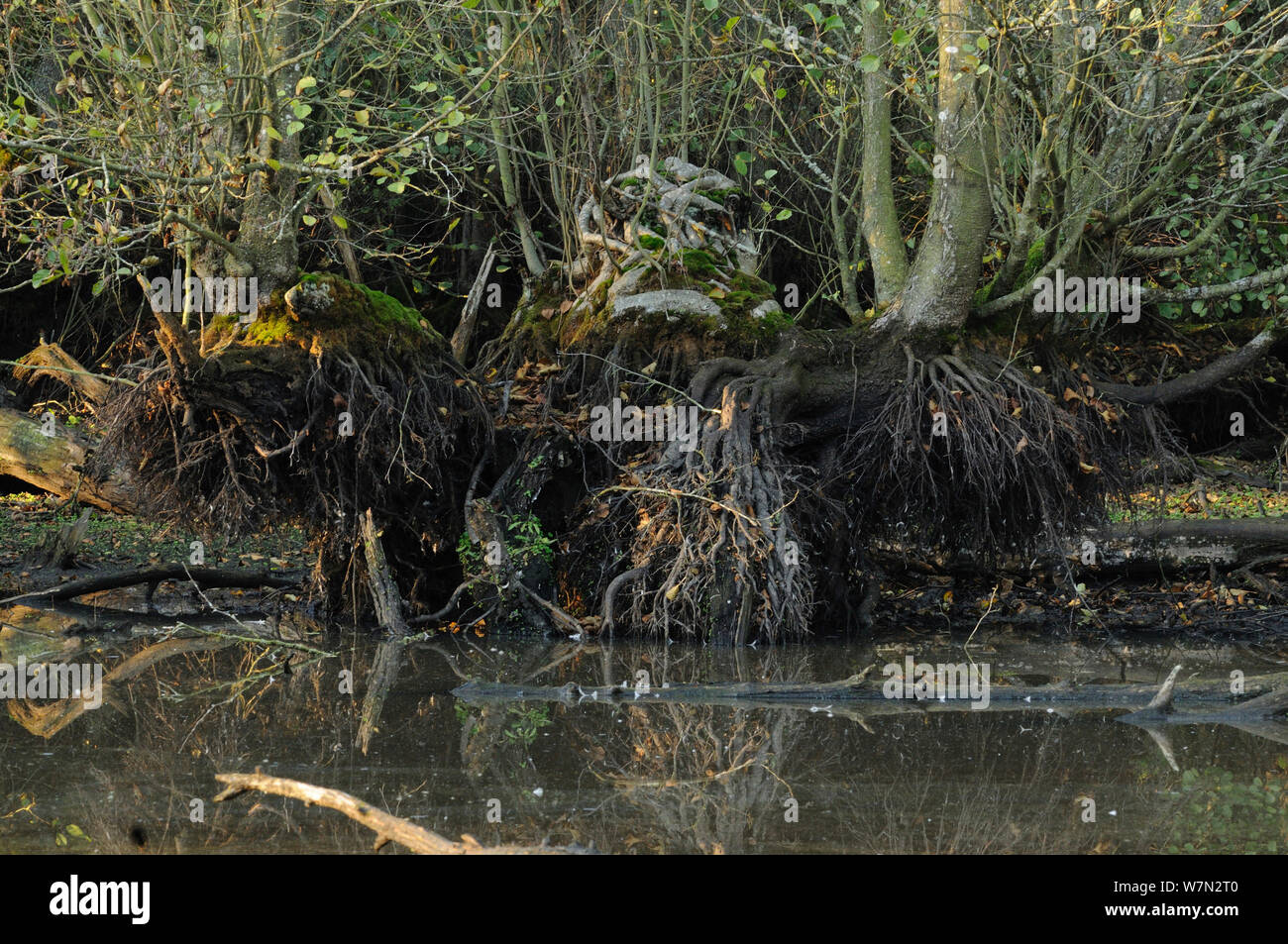 Exposed roots of Common alder (Alnus glutinosa) trees exposed by ...