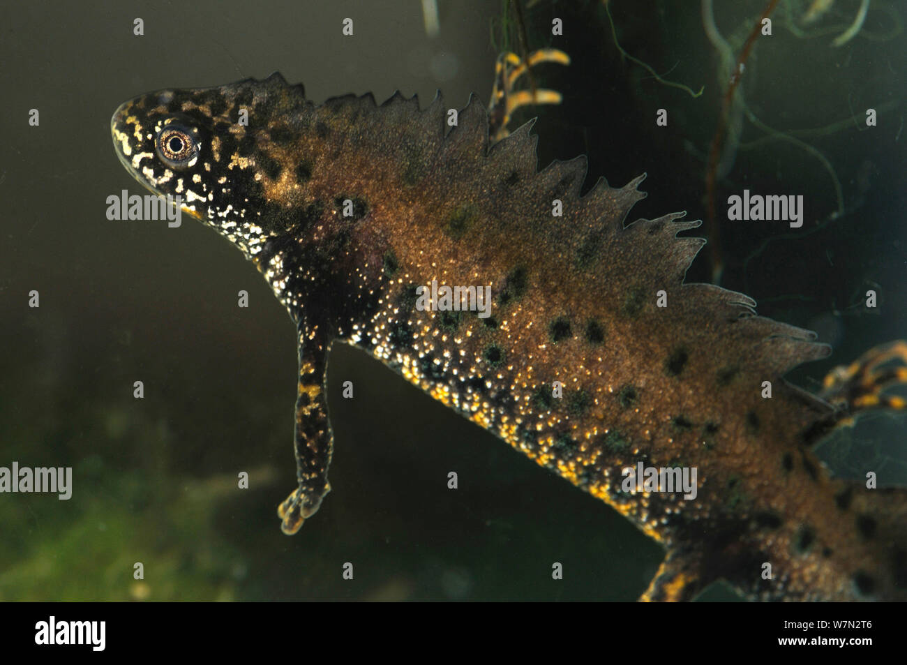 Great crested newt uk hi-res stock photography and images - Alamy