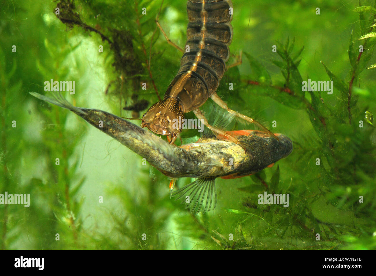 Diving beetles hi-res stock photography and images - Alamy