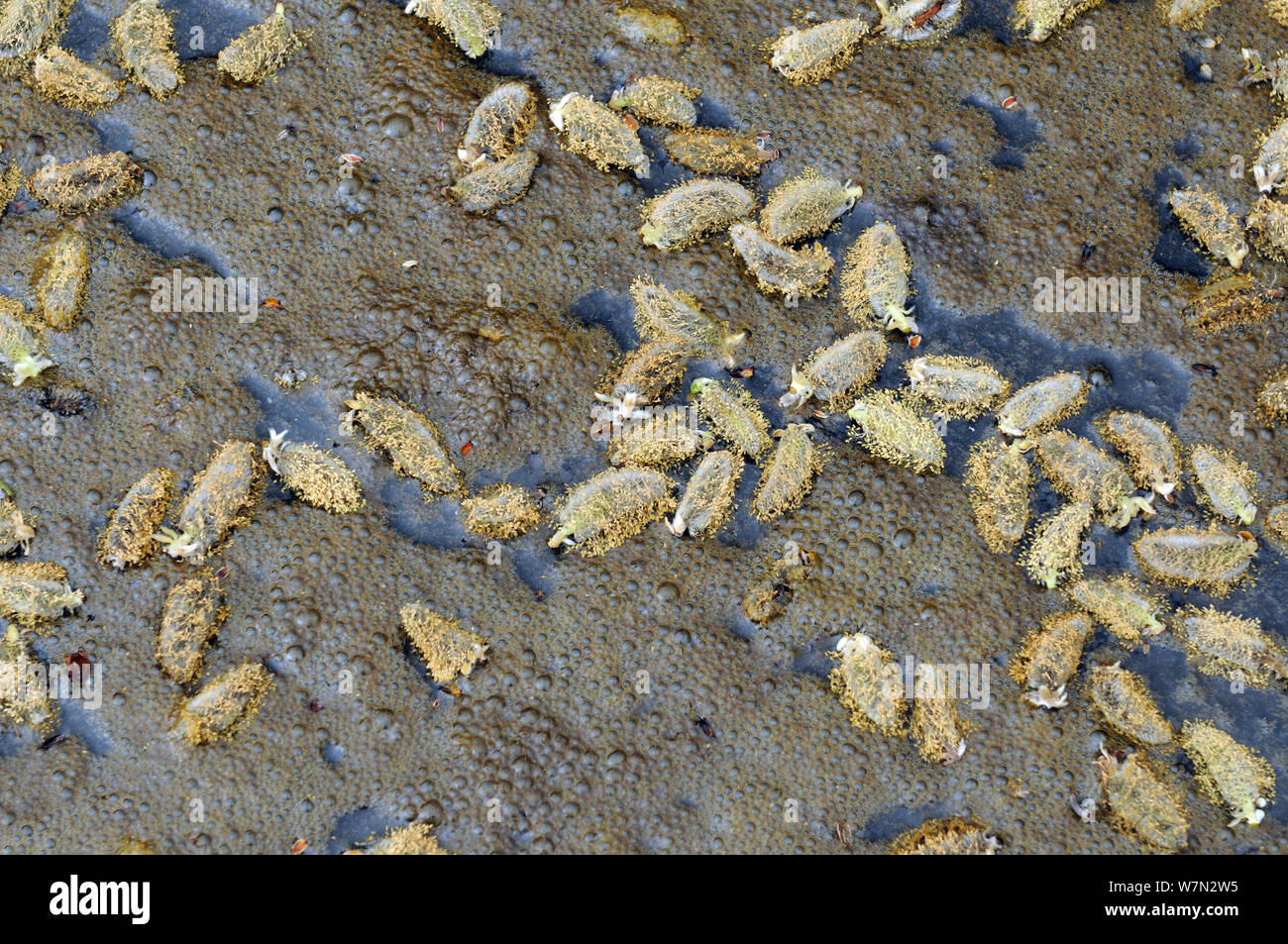 Natural oxidation in a pond with sloughed periphyton, pollen and Pussy ...