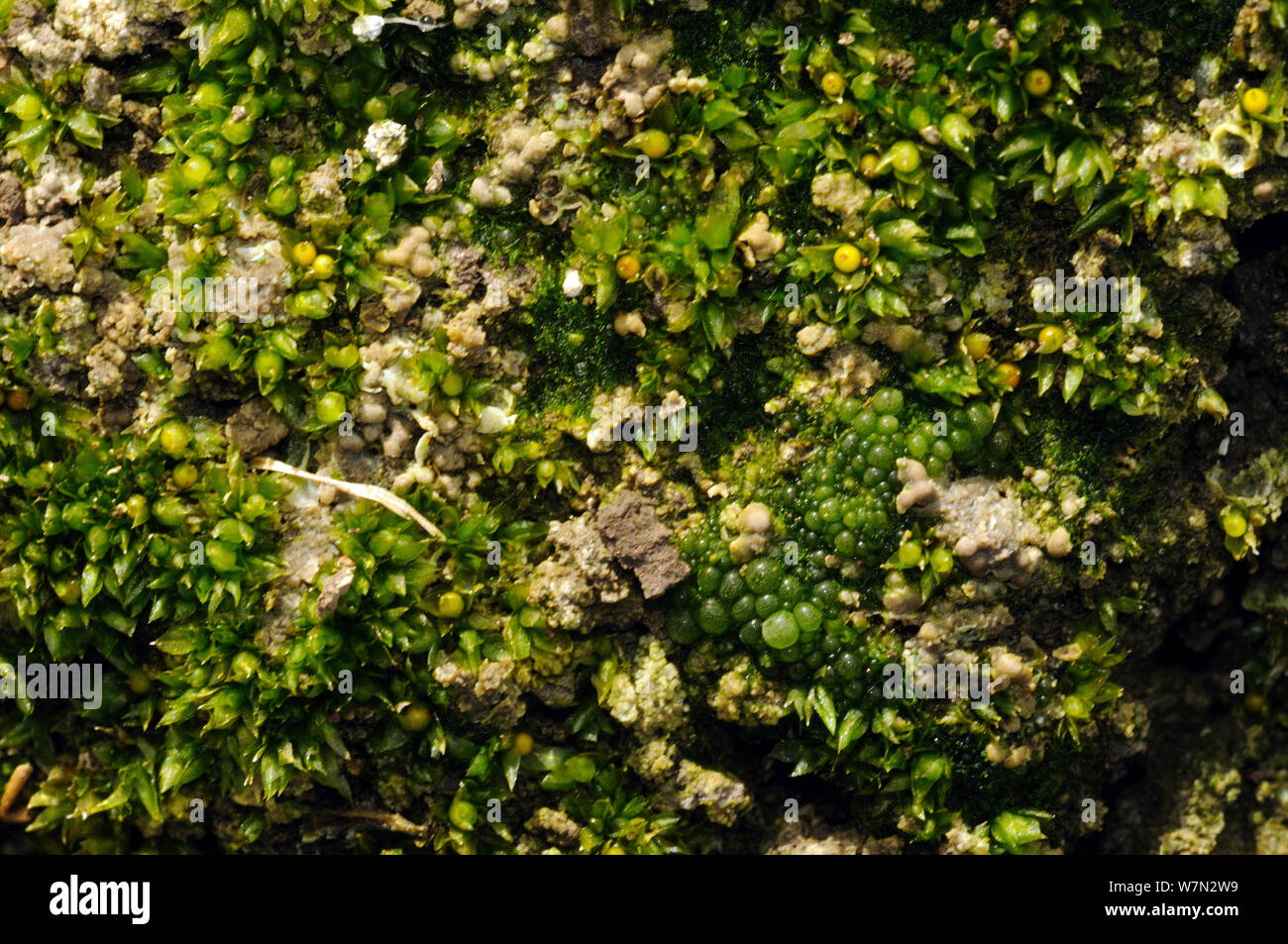 Spreading Earth-moss (Aphanorrhegma patens) and Yellow-green alga ...
