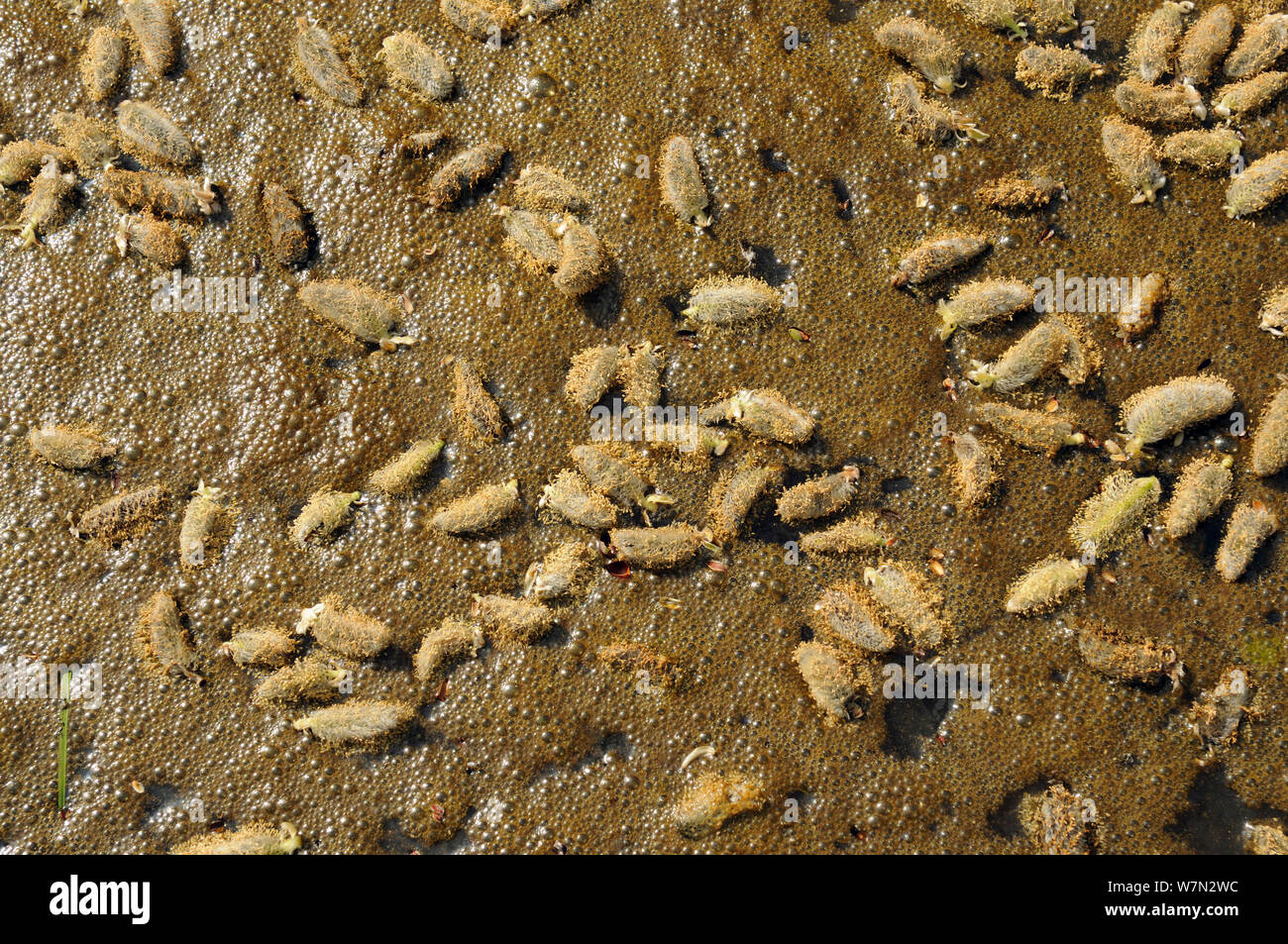 Natural oxidation in a pond with sloughed periphyton, pollen and Pussy ...
