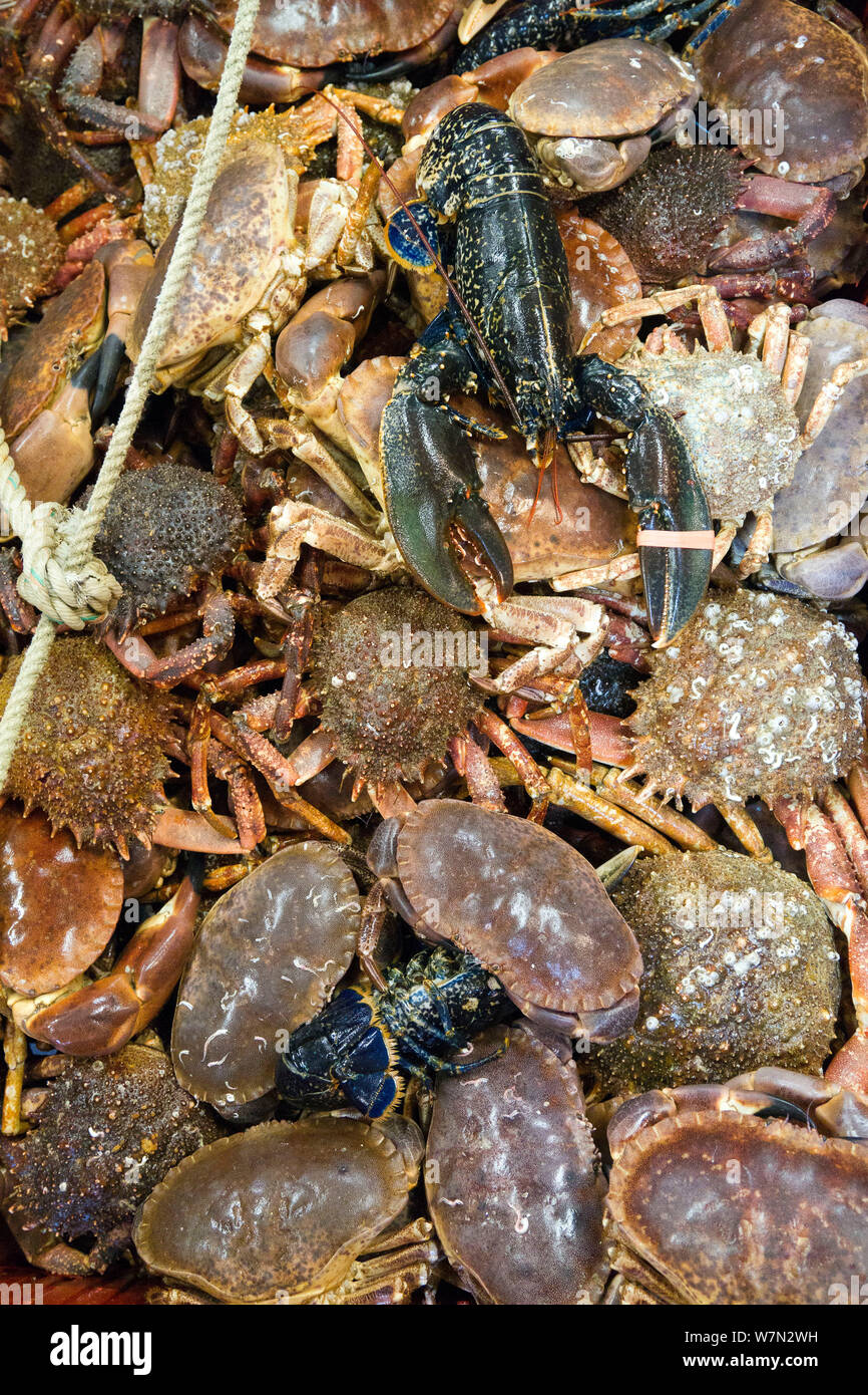 crustaceans ,crabs ,lobster Stock Photo - Alamy