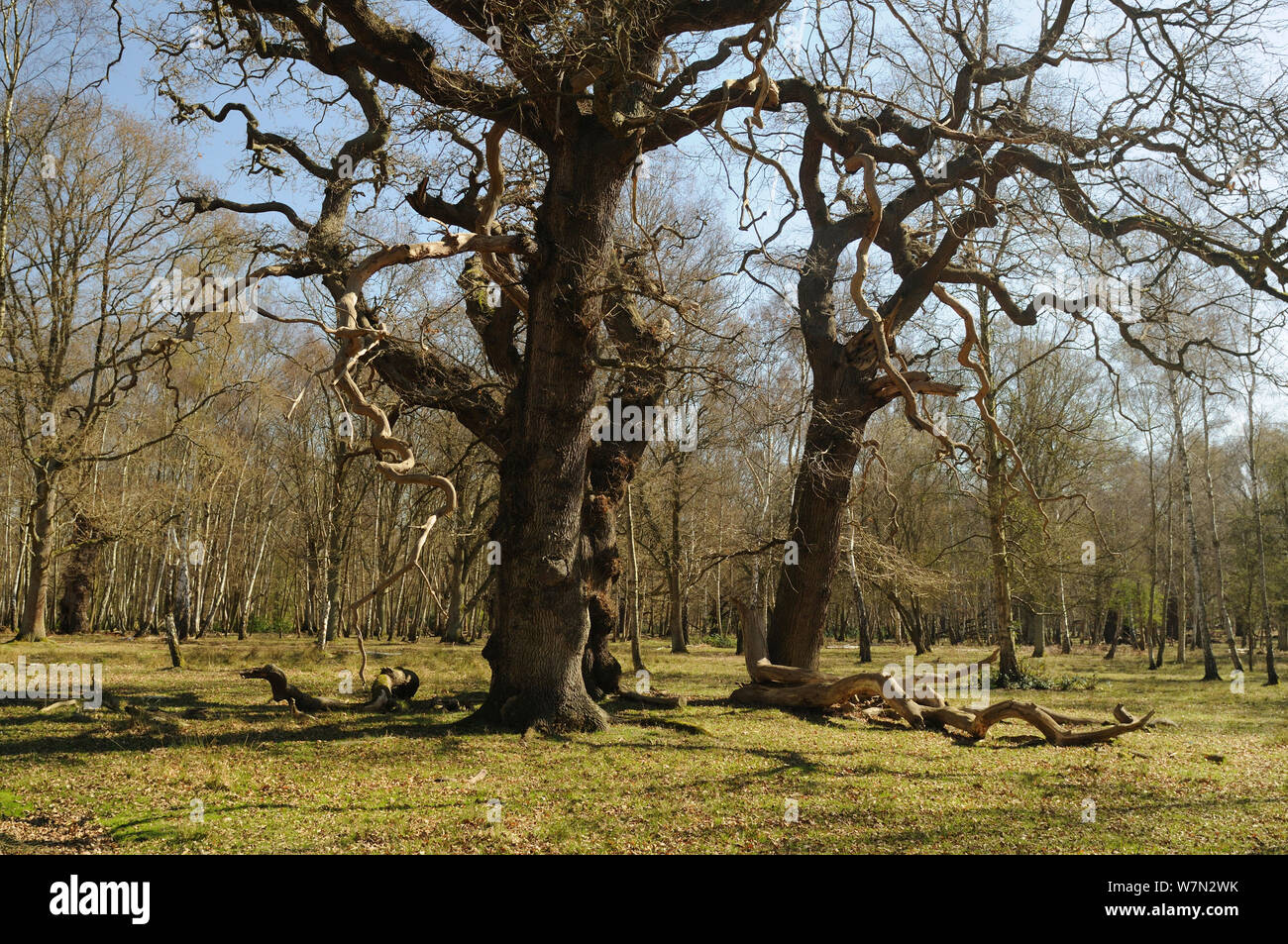 English oaks (Quercus robur) in winter at Old Wood, Windsor Great Park ...