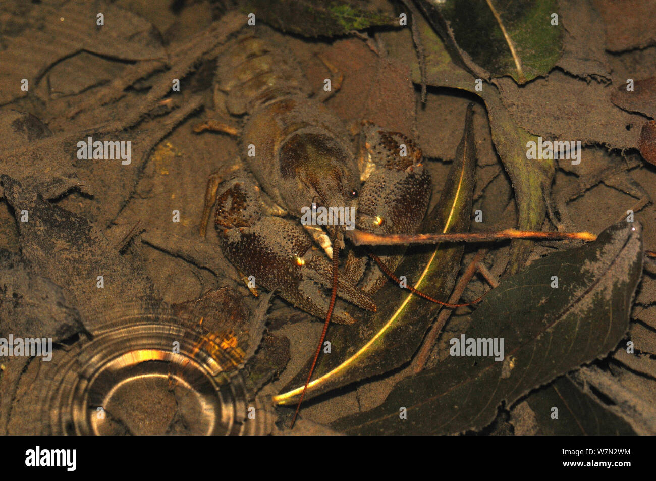 White clawed crayfish (Austropotamobius palllipes) in shallow stream ...