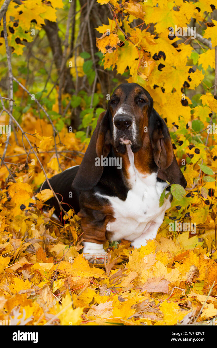 Basset In Leaves High Resolution Stock Photography and Images - Alamy