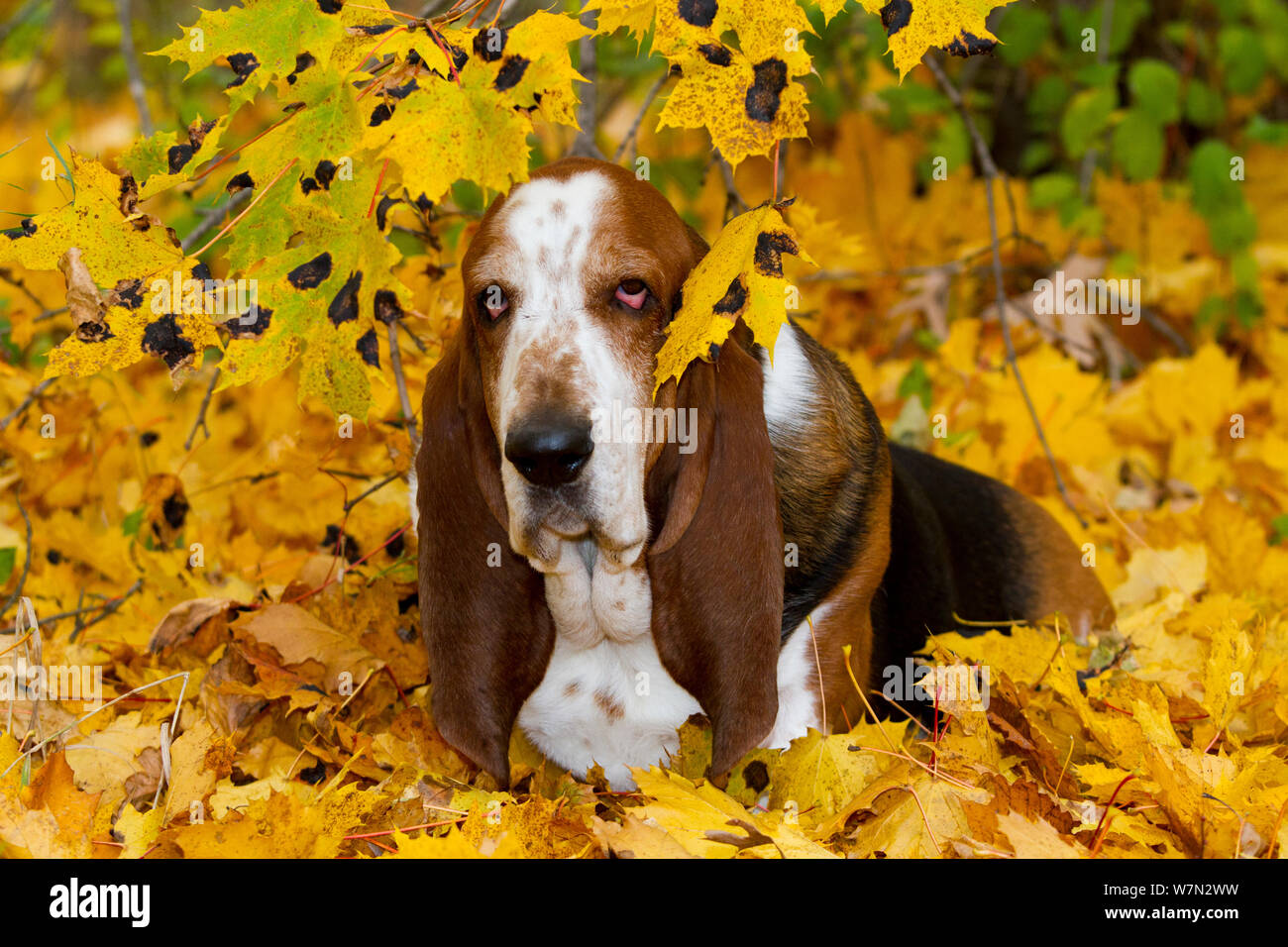 Male Basset Hound in autumn leaves Stock Photo - Alamy