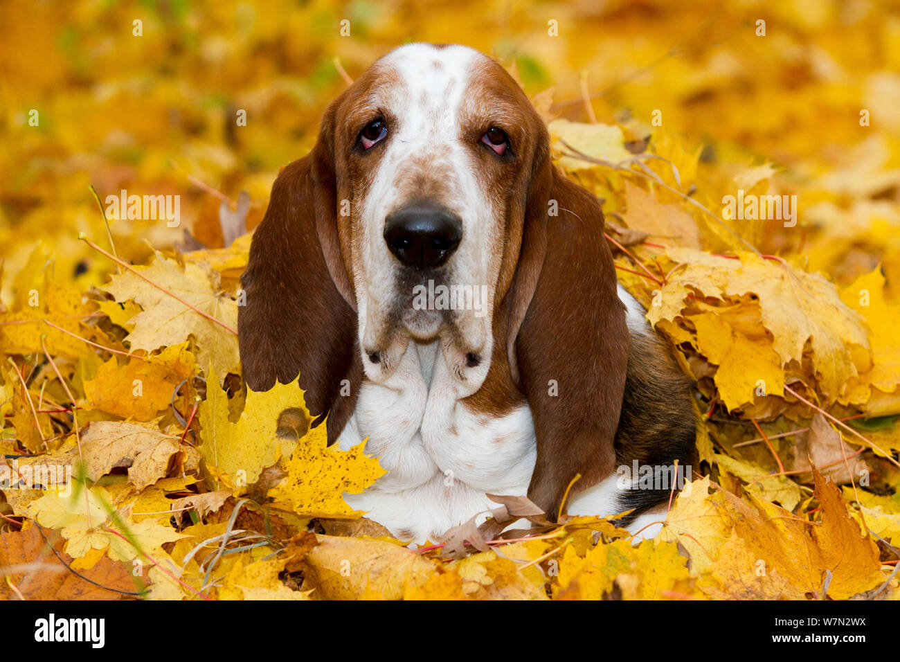 Basset in leaves hi-res stock photography and images - Alamy