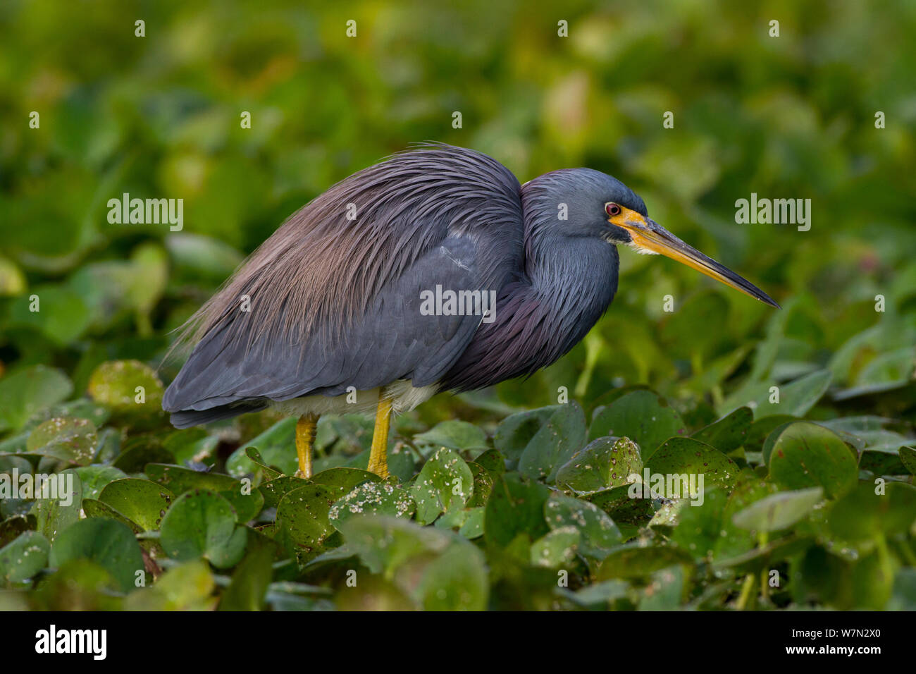 Wading Birds Of North America High Resolution Stock Photography and ...