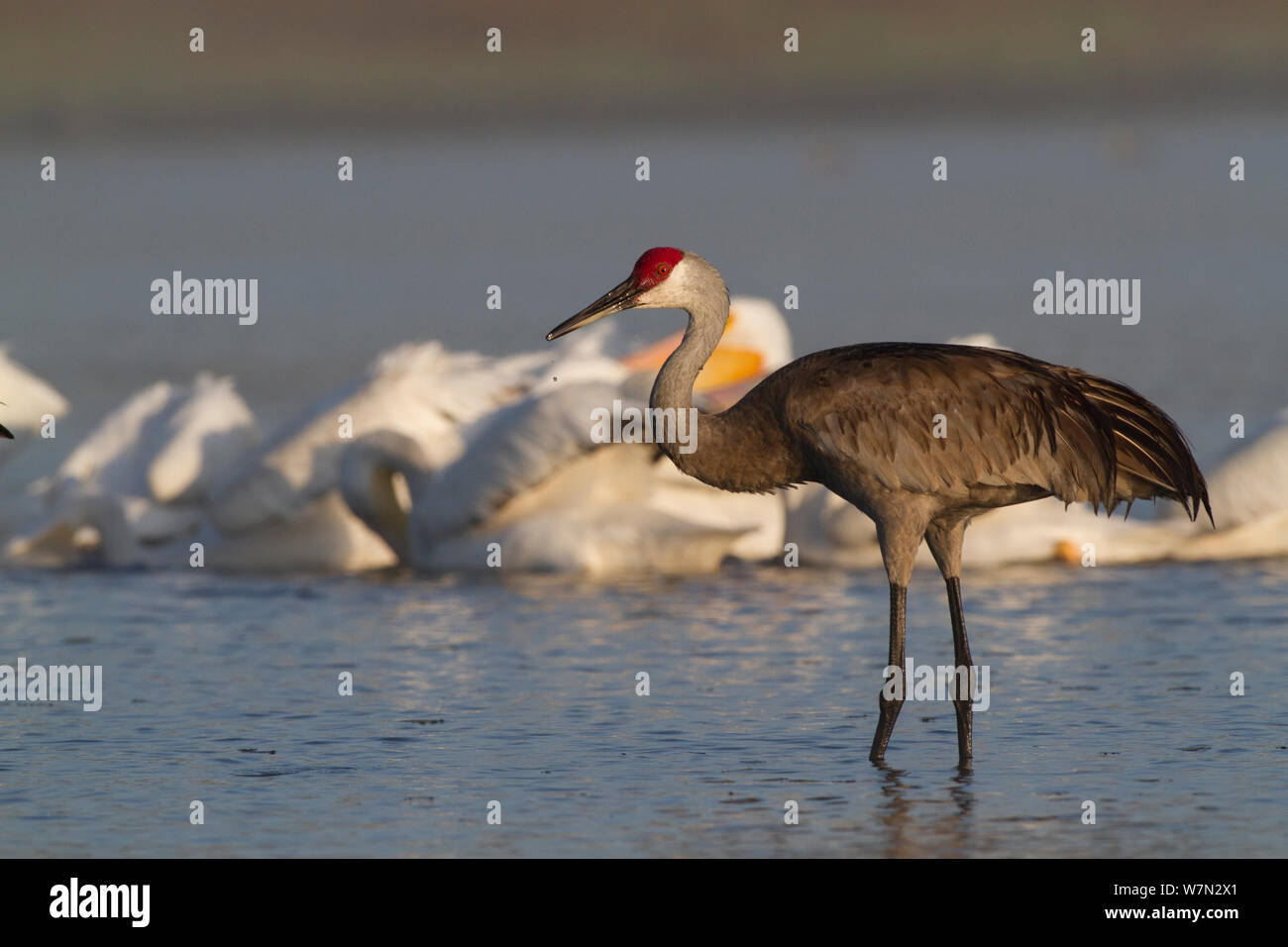 Sandhill cranes pelicans hi-res stock photography and images - Alamy