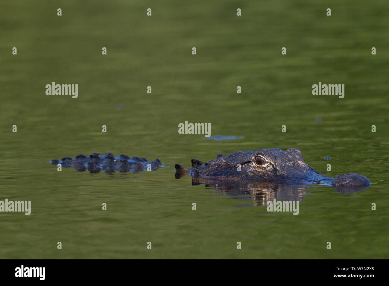 American Alligator (Alligator mississippiensis) at the surface of ...