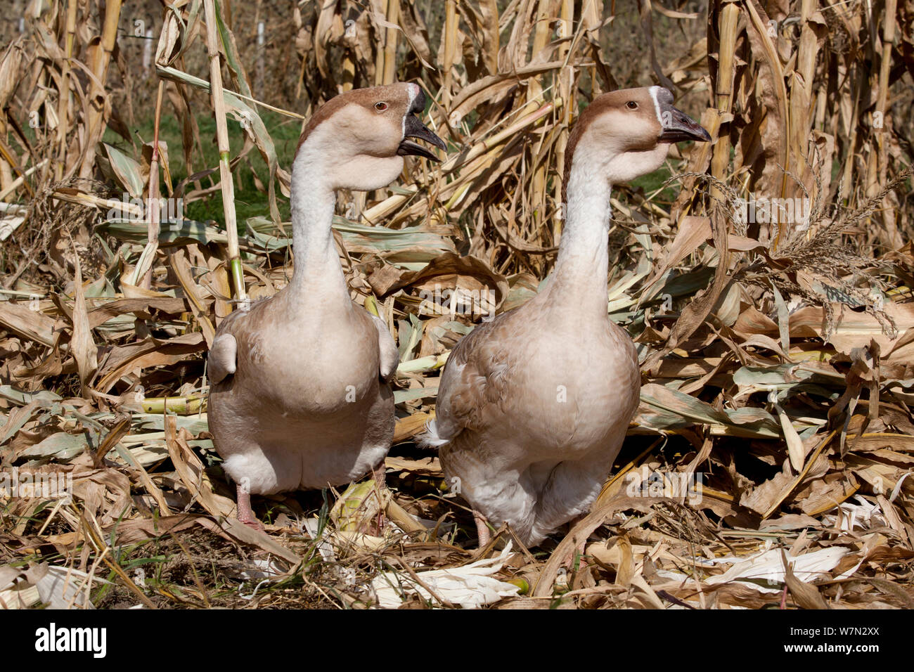 African domestic goose hi-res stock photography and images - Alamy
