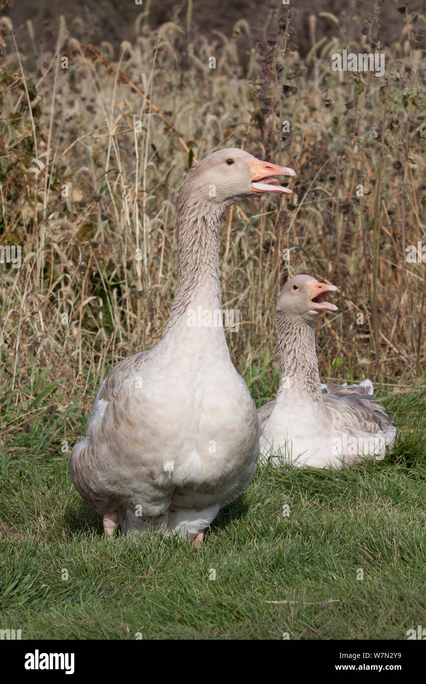 American buff goose hi-res stock photography and images - Alamy