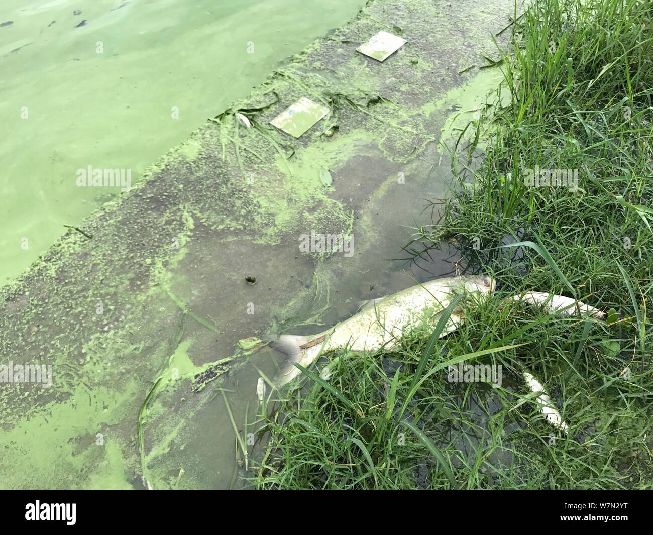 View of dead fishes in the Liangxi River covered with blue-green algae ...