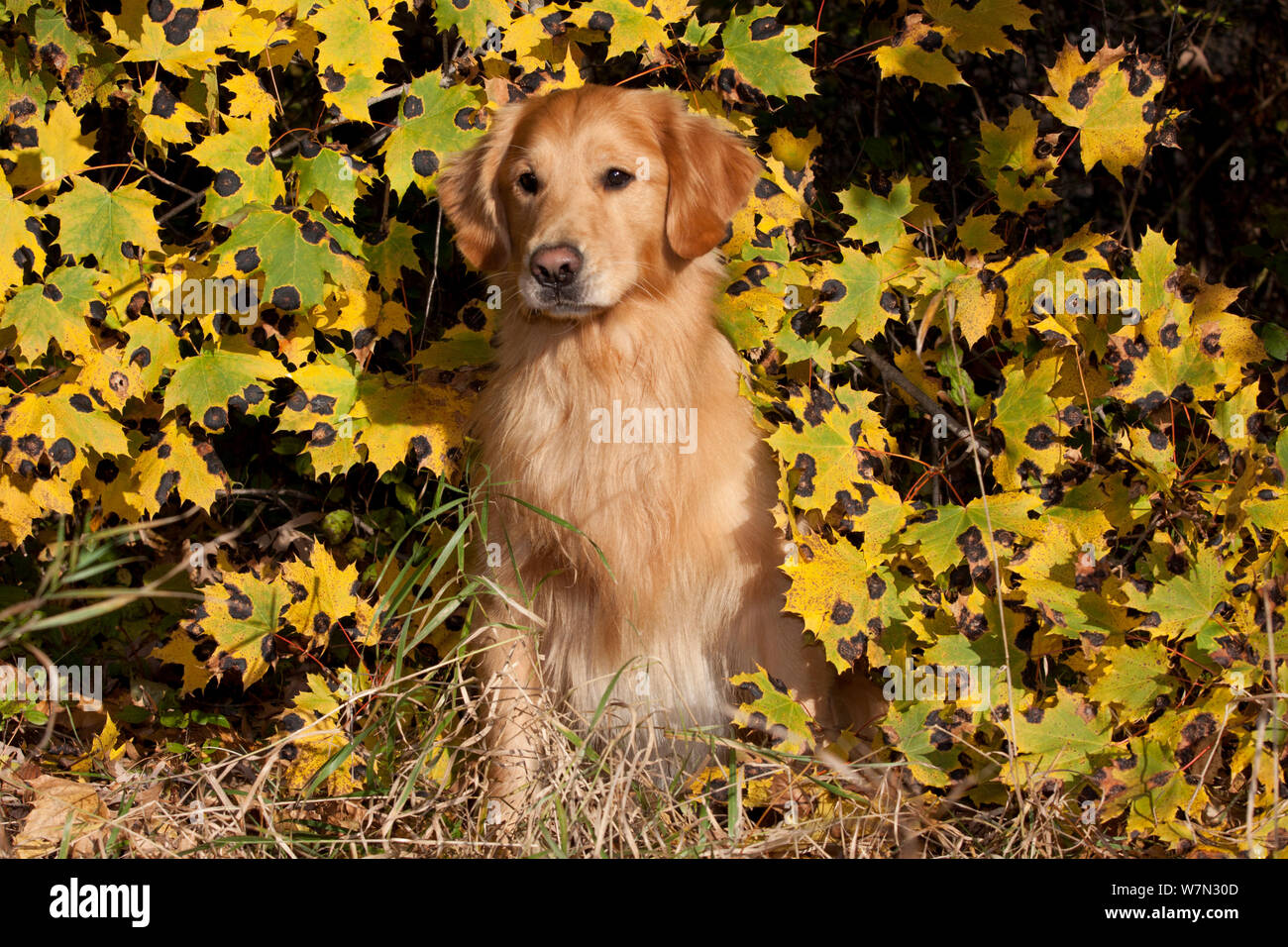 Golden retriever autumn leaves hi-res stock photography and images - Alamy