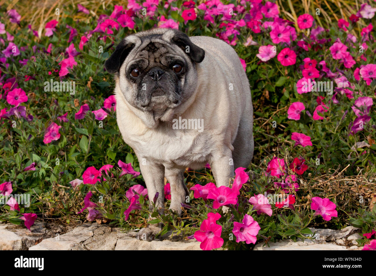 Pug dog with pink flowers Stock Photo - Alamy
