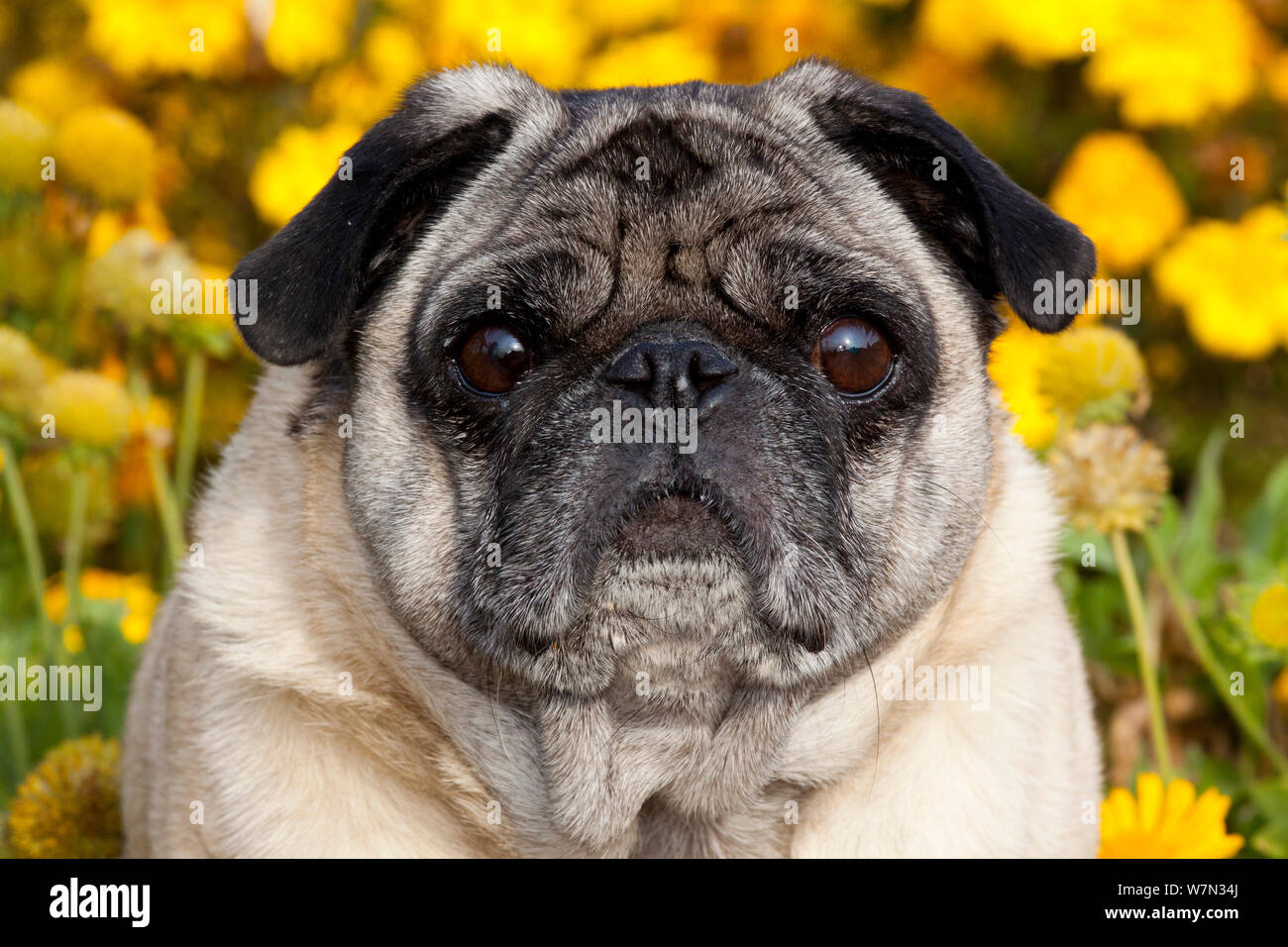 Portraits of dogs hi-res stock photography and images - Alamy