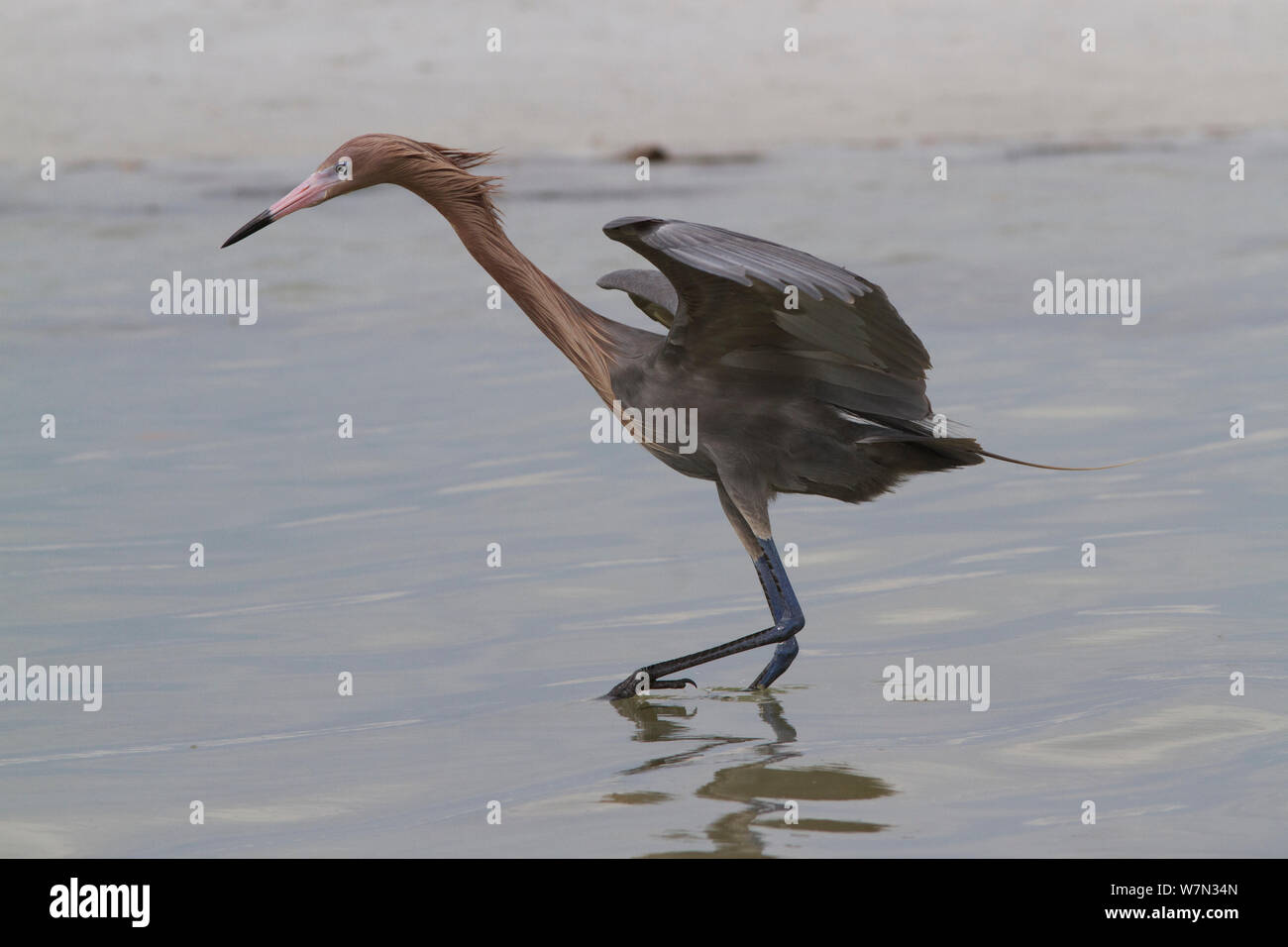 Reddish Egret (Egretta rufescens) foraging in saltwater lagoon ...