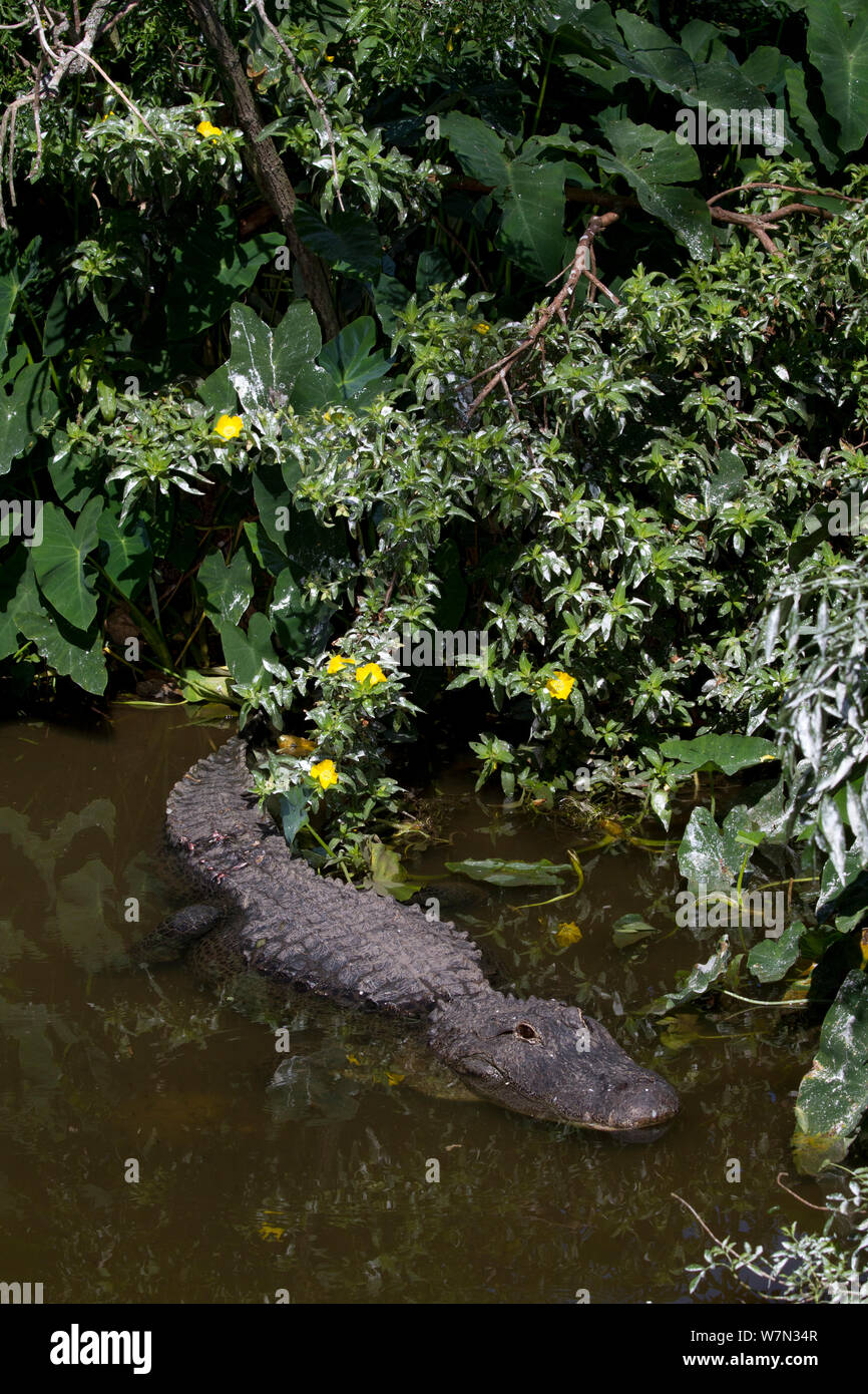 American Alligator (Alligator mississippiensis) in freshwater slough ...