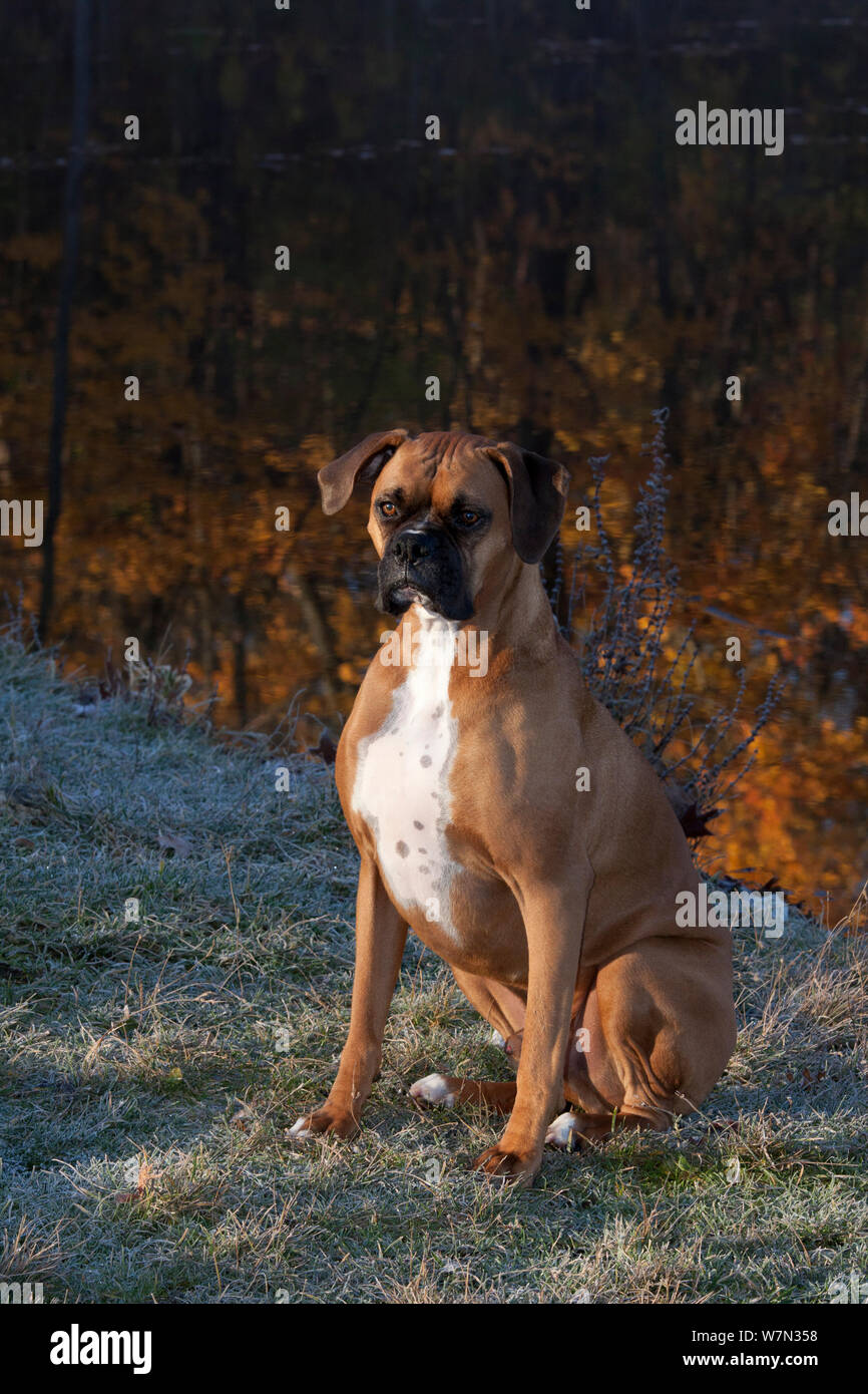 Male boxer dog hi-res stock photography and images - Alamy