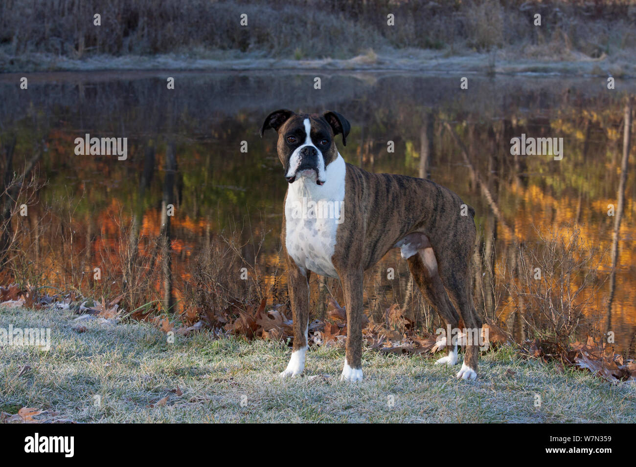 Male boxer dog hi-res stock photography and images - Alamy